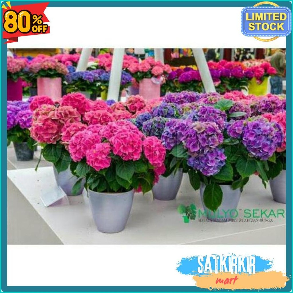 Jual Paket 5 Warna Bibit Pancawarna Tanaman Hortensia Terlaris! Produk Ini Banyak Dicari ...