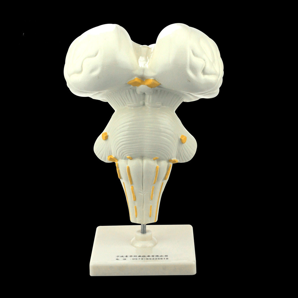 Jual Al Mubarokk FRP Brain Stem Enlarge Models Anatomy Brainstem Models ...
