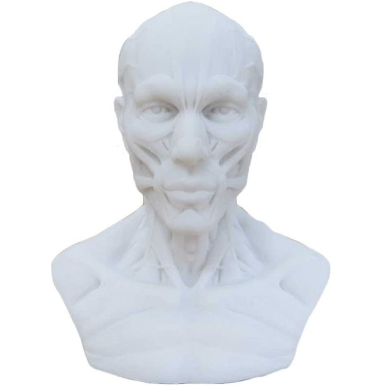 Jual GERAI SUKSES Human Muscle Skeleton Head Model Muscle Head Skull ...