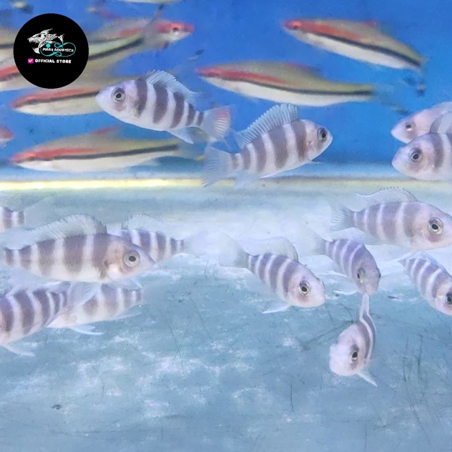 Jual IKAN FRONTOSA BABY CICHLID TANKMATE IKAN PREDATOR | Shopee Indonesia