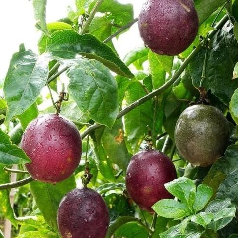 Jual PREMIUM bibit tanaman markisa merah buah markissa segar siap tanam ...