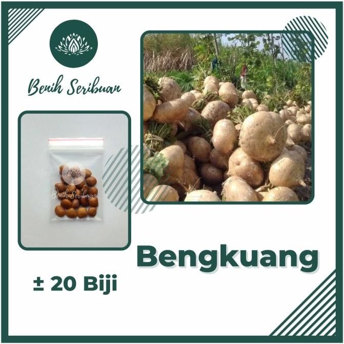 Jual 20 Bibit Buah Bengkuang Putih Super Tanaman Bengkoang Unggul ...