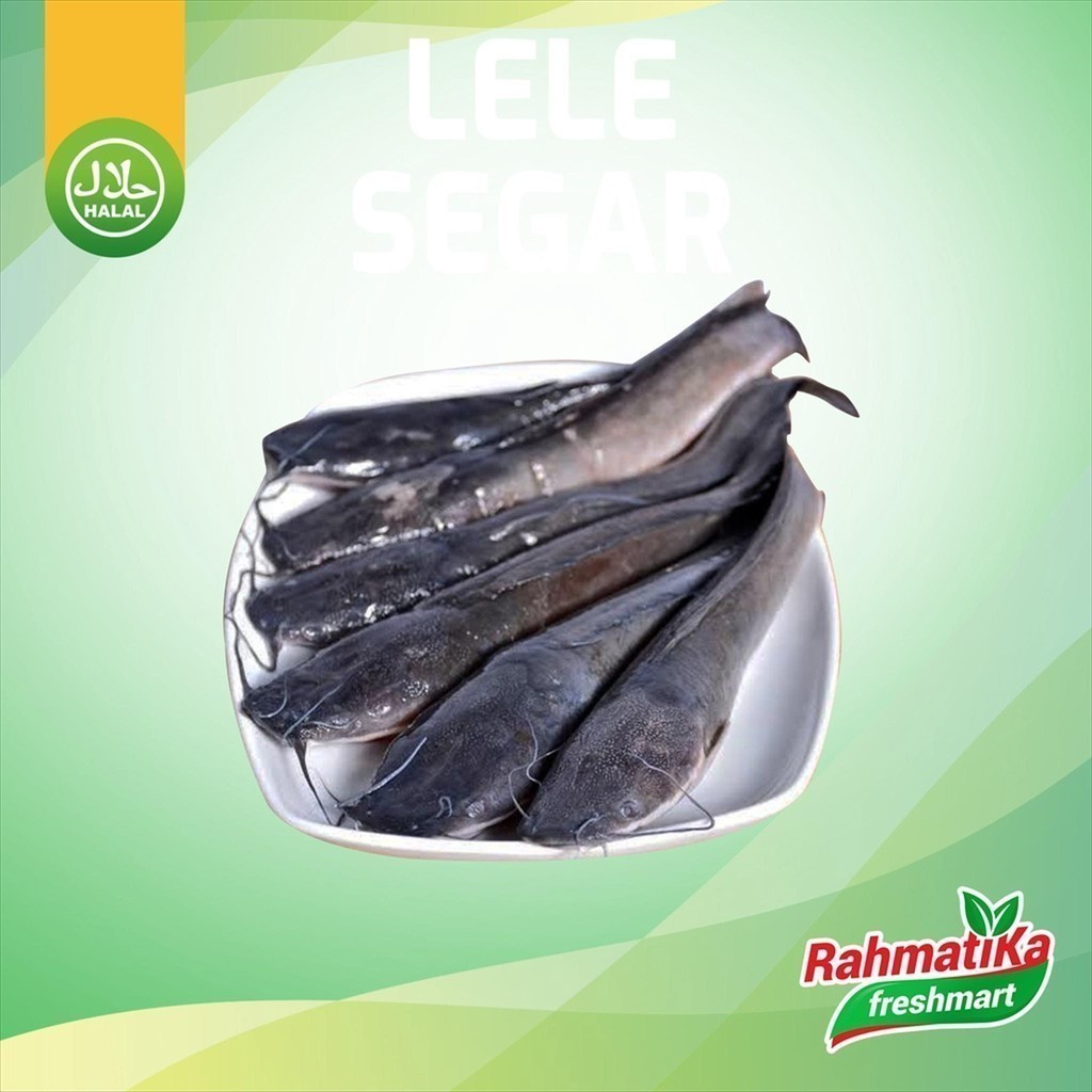 Jual Ikan Lele Segar 500 gram | Shopee Indonesia