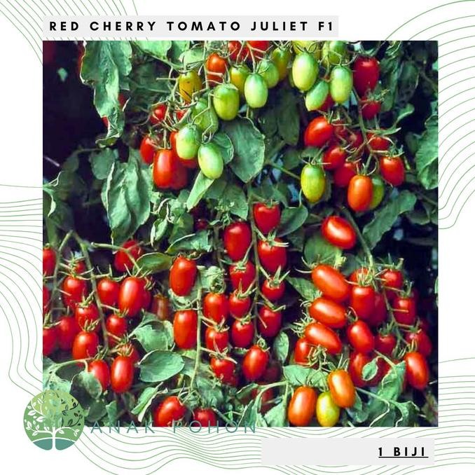 Jual Benih Bibit Biji - Red Cherry Tomato Juliet F1 Tomat Mini Ceri ...