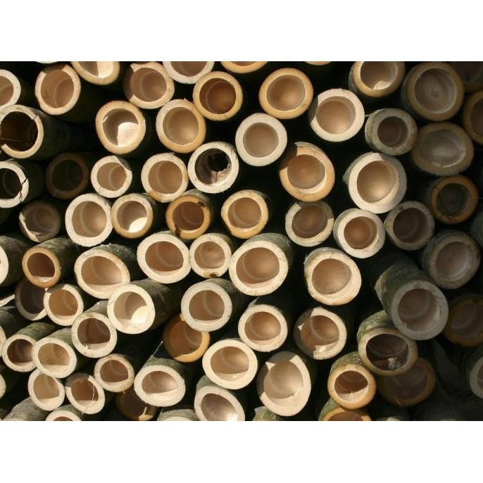 Jual Benih Bibit Biji - Moso Bamboo Bambu Kayu Raksasa Seeds - IMPORT ...
