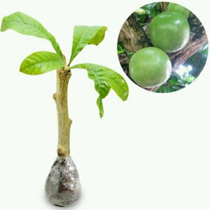 Jual Terlaris Bibit Tanaman Buah Maja - Mojo ( Bael Fruit ) UNGGULAN ...