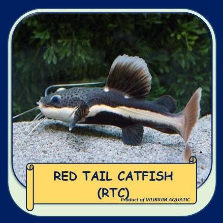 Jual IKAN HIAS AIR TAWAR - RED TAIL CATFISH (RTC) | Shopee Indonesia
