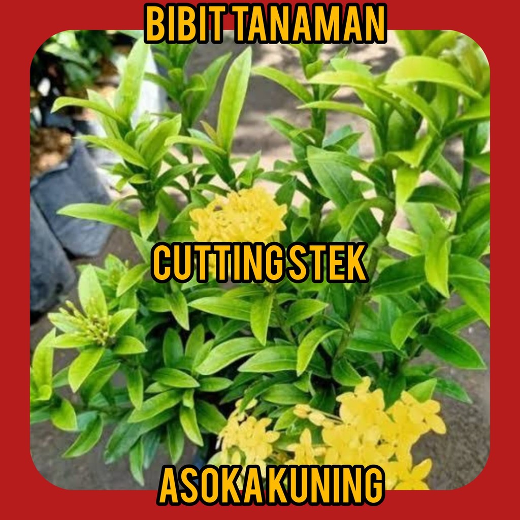Jual Stek Batang Bibit Asoka Kuning | Shopee Indonesia