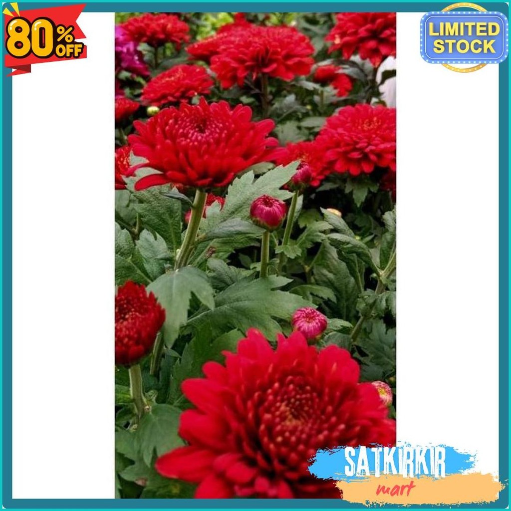 Jual Tanaman Hias Bunga Krisan 1 Pot Isi 7-9 Pohon Rimbun Berbunga ...