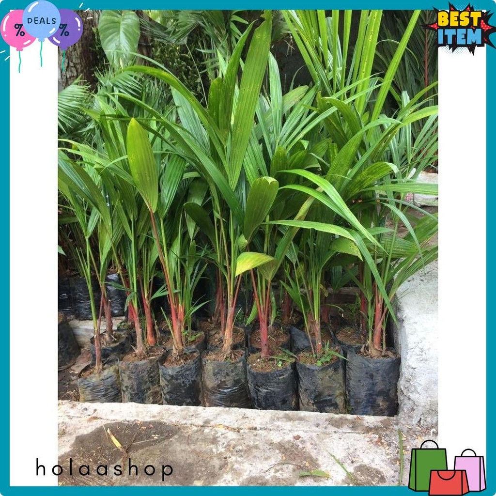 Jual Tanaman Pohon Palm Merah 1 Meter - Tanaman Hias Palem - Tanaman ...
