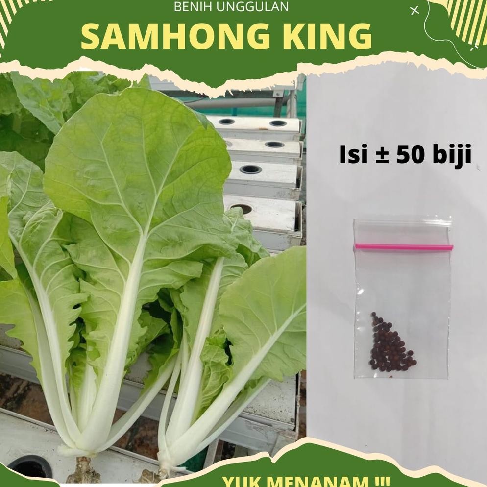 Jual DISKON 50 BIJI - BENIH SAWI SAMHONG KING KUALITAS BAIK | Shopee ...