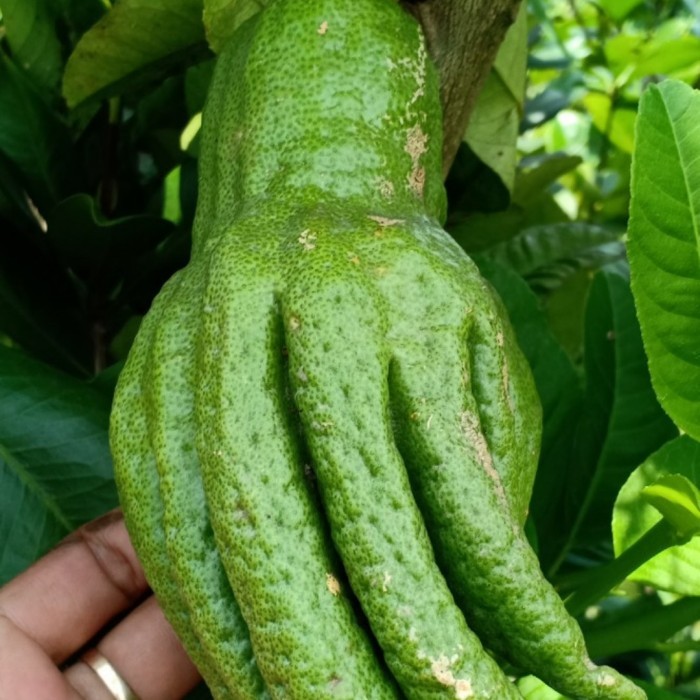 Jual PROMO ~`~ Bibit Jeruk Jari dewa atau Tangan dewa langka jaminan ...