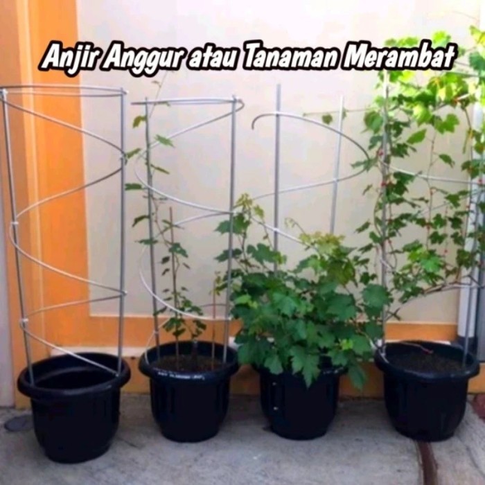 Jual Tiang Rambatan Tabulampot Anggur - Anjir Anggur atau Tanaman ...