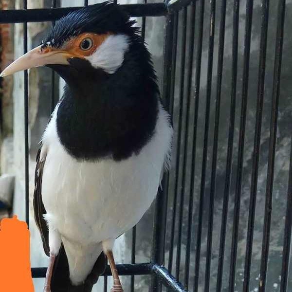 Jual BURUNG JALAK SUREN BETINA MAPAN SIAP KAWIN KODE 1018 | Shopee ...
