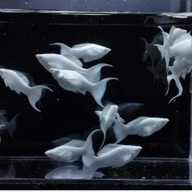Jual (Good) Ikan Molly platinum lyretail cawang kualitas bagus untuk ...