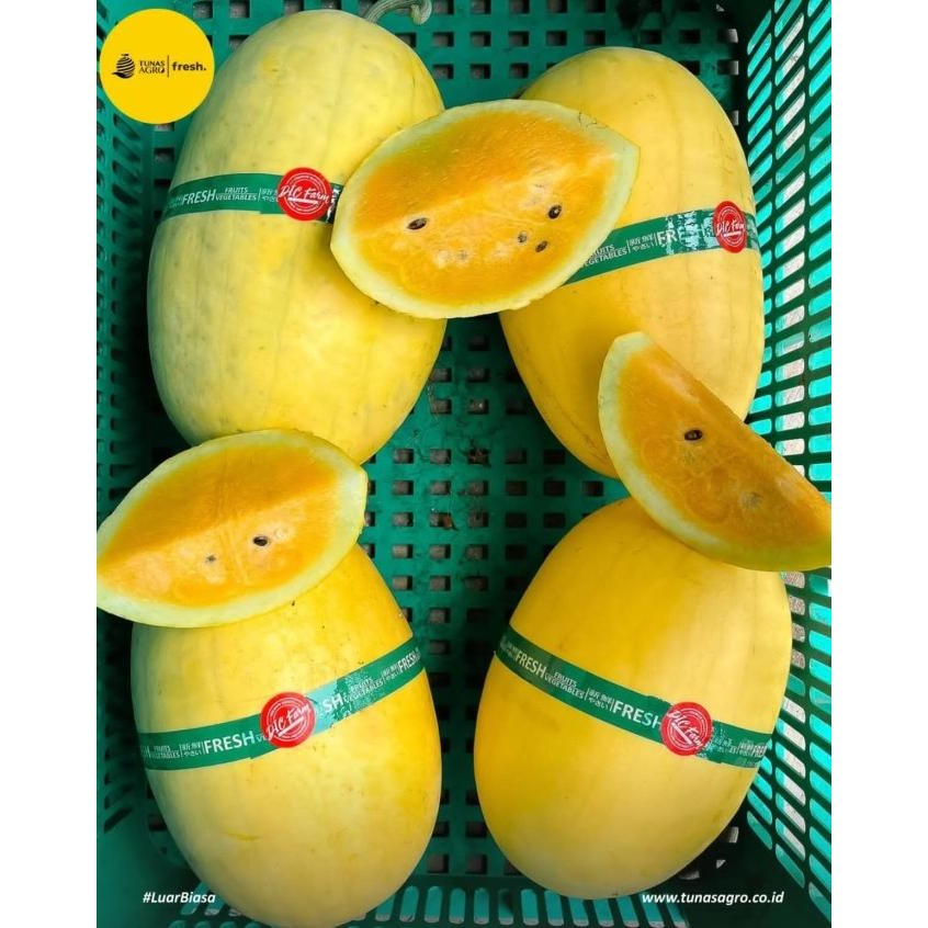 Jual fresh !!! Benih Bibit Biji - Semangka Kanigara F1 Hibrida Semangka ...