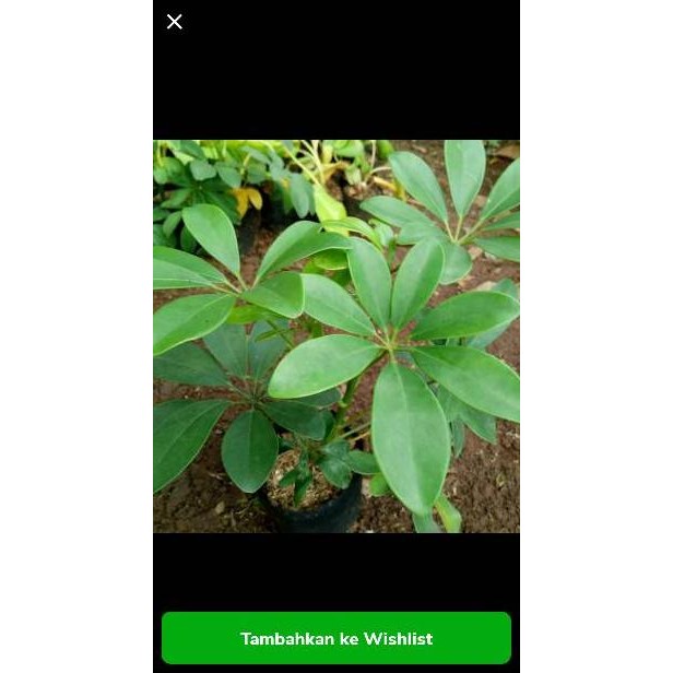 Jual jk-54 ter-46 Tanaman hias Walisongo hijau - pohon Walisongo Sale Murah | Shopee Indonesia