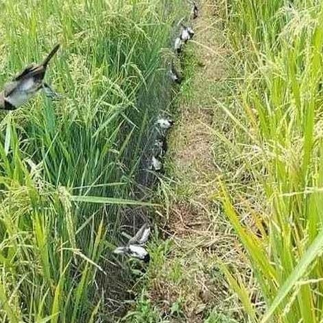 Jual Jaring Padi Jaring Burung Sawah Senar 0.15Mm 5X90M Jaring Burung ...