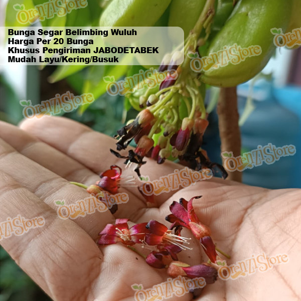 Jual bunga belimbing wuluh 20 bunga Asli fresh tanpa ada daunya murni ...