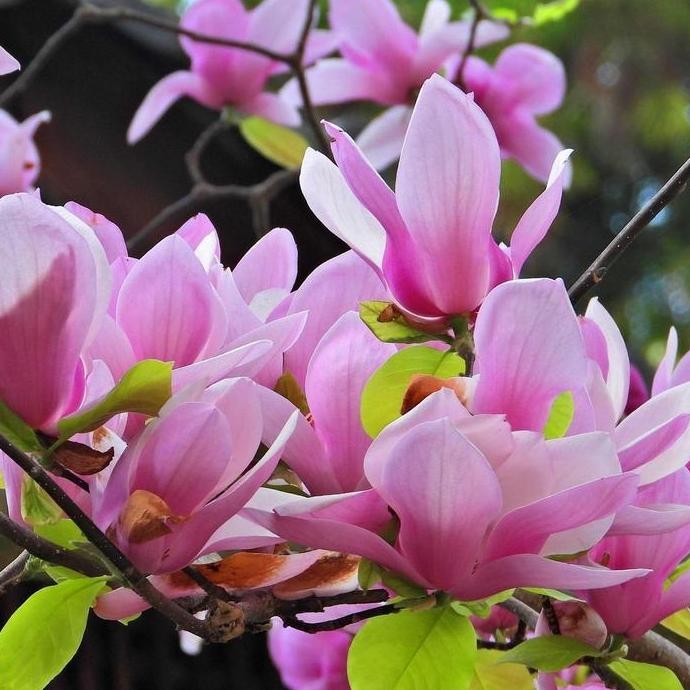 Jual Bibit tanaman bunga putih pink wangi saucer magnolia (M. x ...