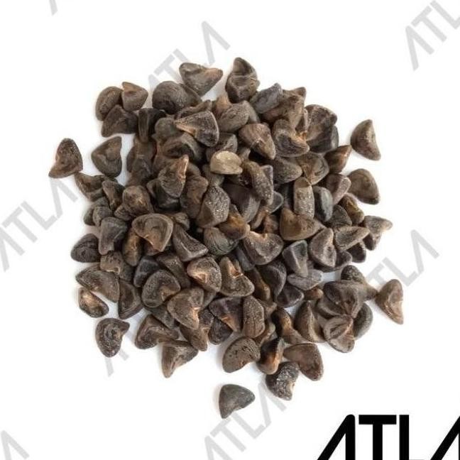 Jual Sale Benih Kenaf Biji Yute Rami Jawa Seed Bibit Tanaman Daun Bunga ...