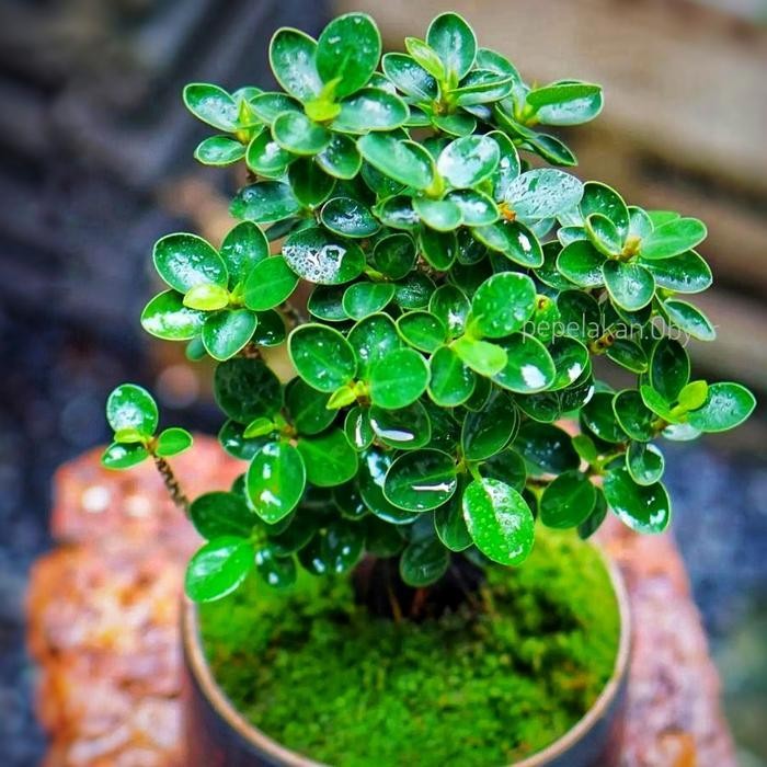 Jual Bonsai Mini Dollar Micro Carpa Ficus Annulata Gratis Moss SIAP ...