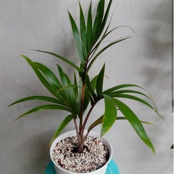 Jual Hias Palem Botol Mini C Pot Putih Batu Hias | Shopee Indonesia