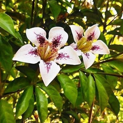Jual Bibit tanaman bunga wangi (Randia maculata/Rothmannia longiflora ...