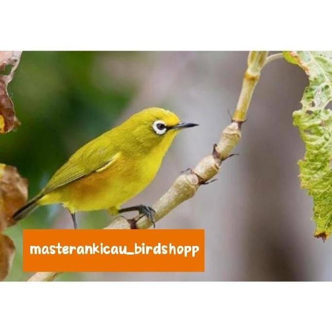 Jual burung pleci dakun Pacitan bahan prospek super murah | Shopee ...