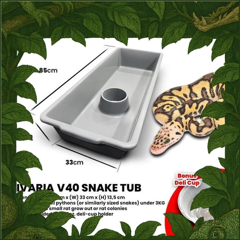 Jual Vivaria V40 Snake Tub Kotak Ball Python Bp Ular | Shopee Indonesia