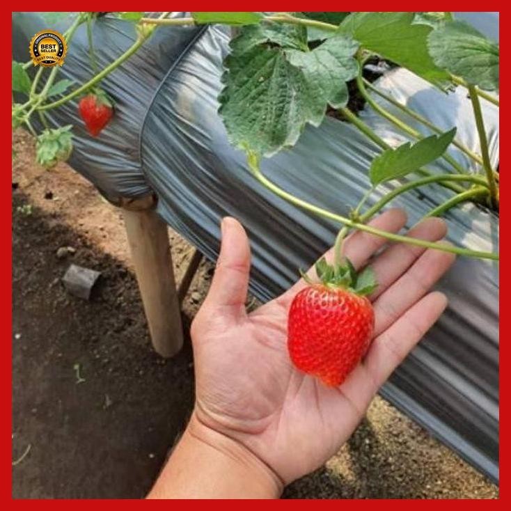 Jual (Diskon) Benih Strawberry Merah Besar Isi 10 Biji Bestseller ...