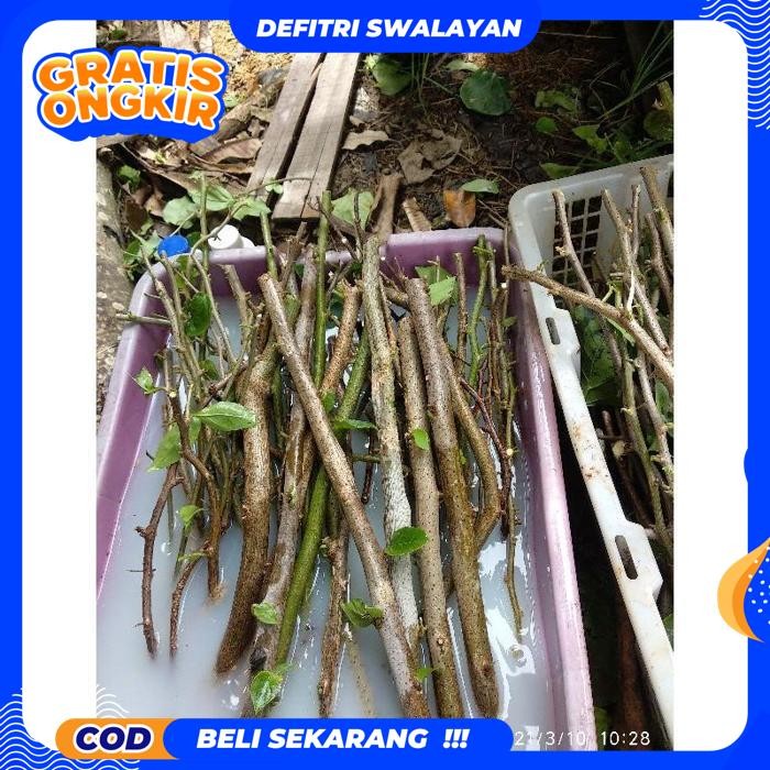 Jual BEBAS ONGKIR STEK BATANG BOUGENVILLE UNGU TUMPUK (5BATANG ...