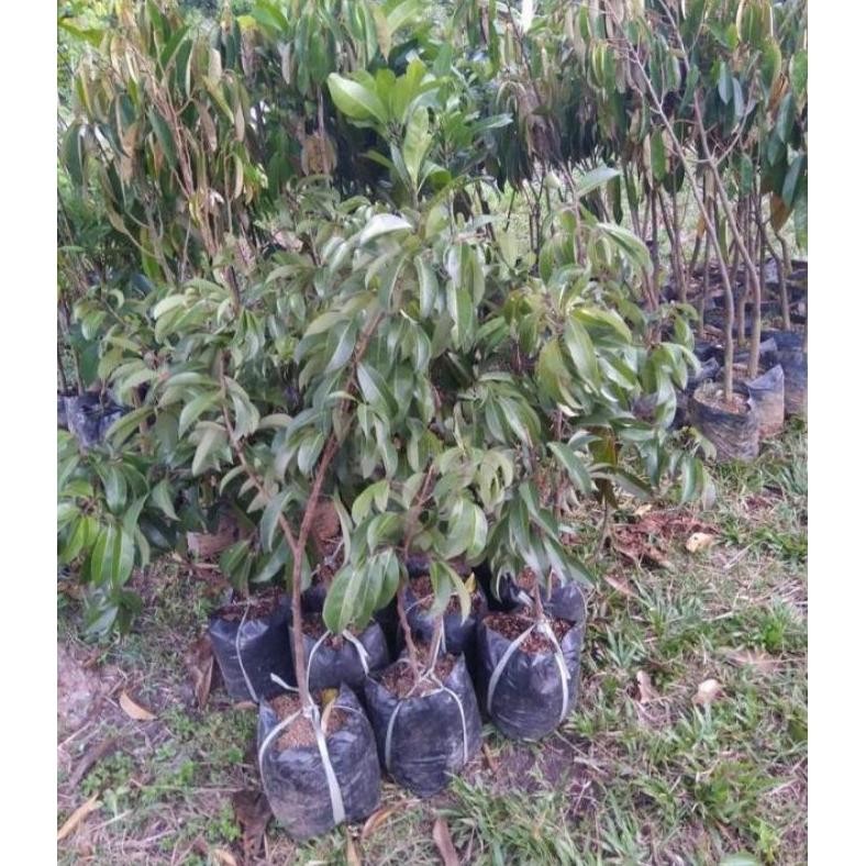 Jual Bibit Leci Merah Tanpa Biji Tinggi 1 Meter Lebih Cepat Berbuah ...