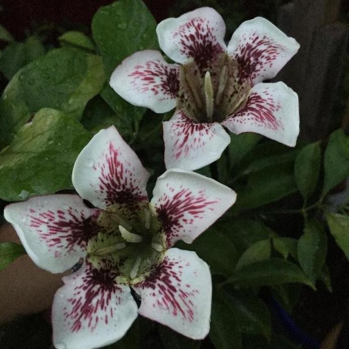 Jual Bibit tanaman bunga wangi (Randia maculata/Rothmannia longiflora ...