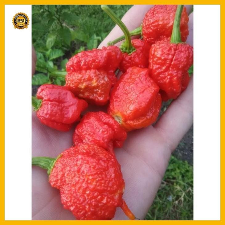 Jual (Termurah) 2 Bibit Cabe Red Carolina Reaper Merah Super Benih ...
