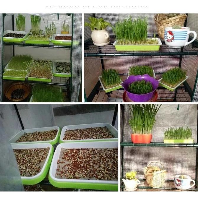 Jual Rak bertingkat untuk tanaman bibit Greenhouse 3 tingkat rumah kaca ...