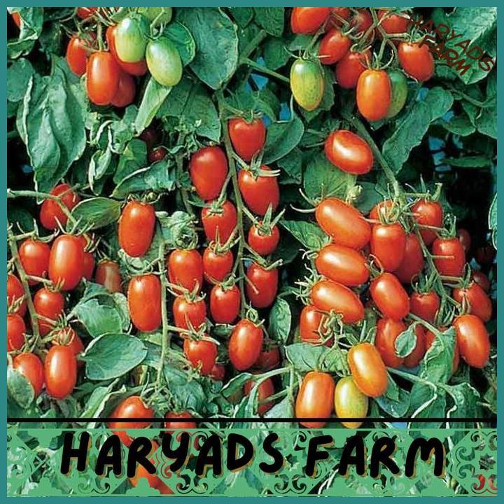 Jual HF BENIH BIBIT BIJI - RED CHERRY TOMATO JULIET F1 TOMAT MINI CERI ...