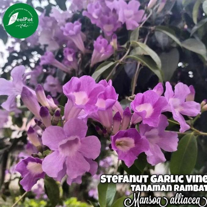 Jual Tanaman Rambat Stepanut Ungu Garlic Vine Real Original. | Shopee ...