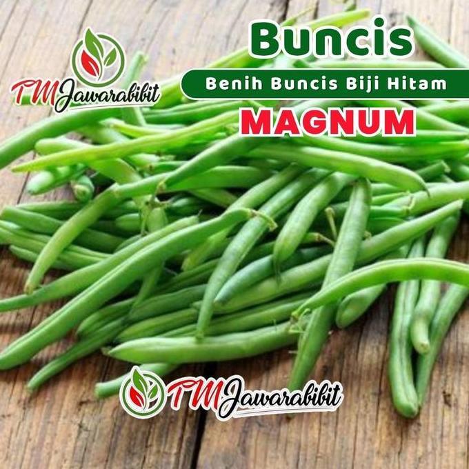 Jual BENIH SAYUR BUNCIS MAGNUM JAWARA ISI 500 GRAM ( +/- 2.225 BENIH ...