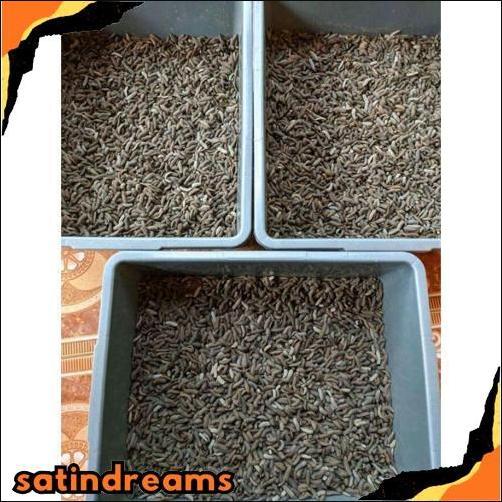 Jual Langsung Kirim Prepupa Magot Bsf Pupa Lalat Black Soldier Fly 1Kg ...