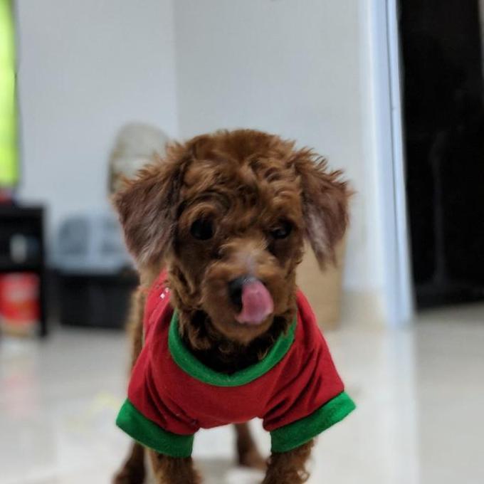 Jual Anjing Teacup Terlengkap & Harga Terbaru Juni 2026 | Shopee Indonesia
