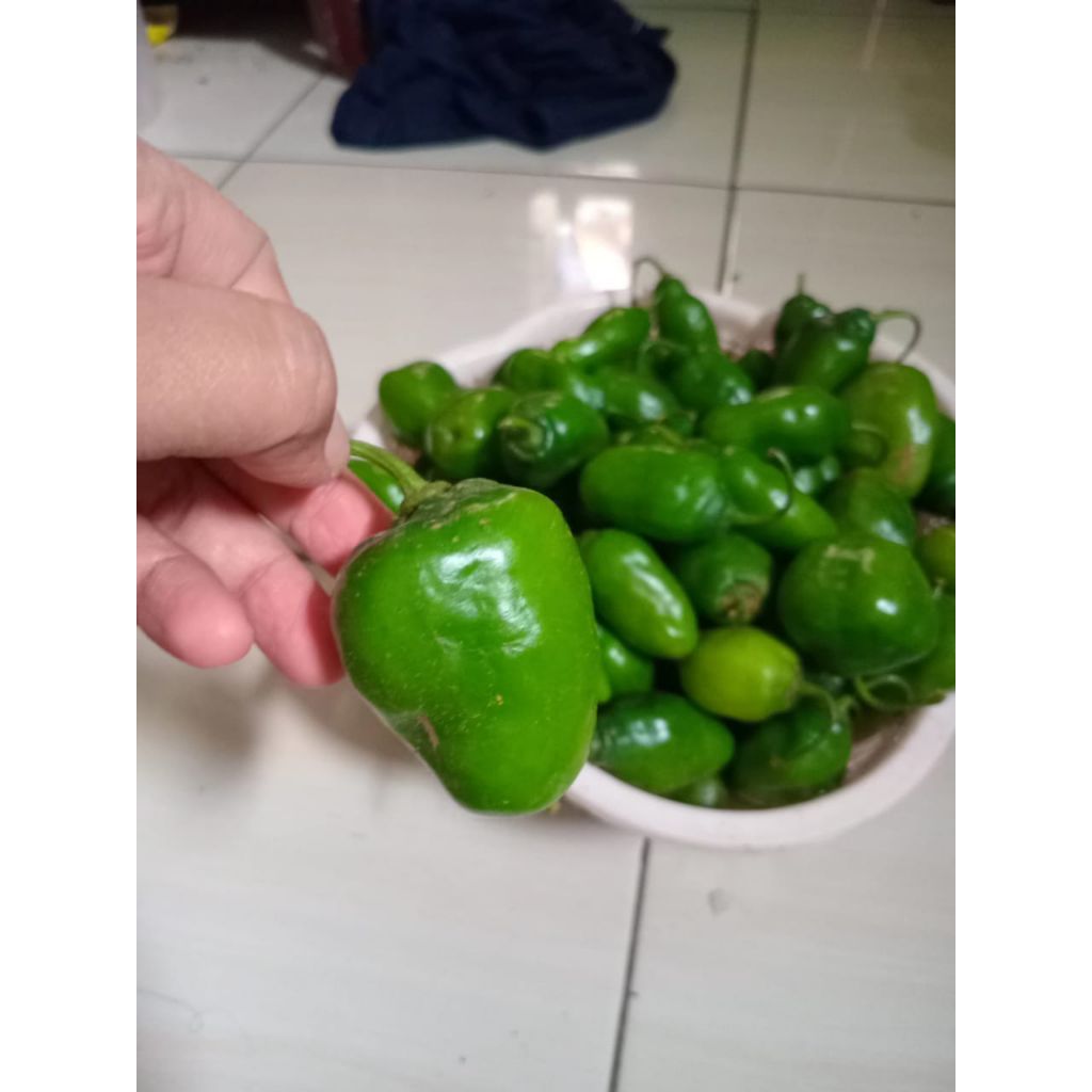 Jual Cabe gendot fresh 1 kg di petik langsung dari kebun | Shopee Indonesia