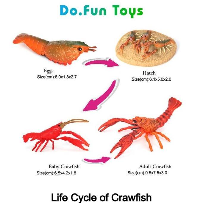 Jual Animal Figure Life Cycle of Crayfish / Siklus Hidup Lobster Air ...
