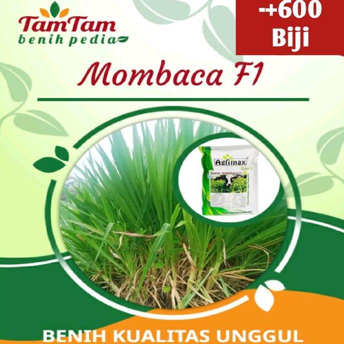 Jual Agrimax Benih Mombaca F1 Panicum Maximum Pakan Ternak Sapi/Kambing ...