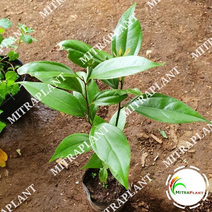 Jual Bibit Pohon Kayu Manis - Tanaman Kayu Manis - Tanaman Herbal ...