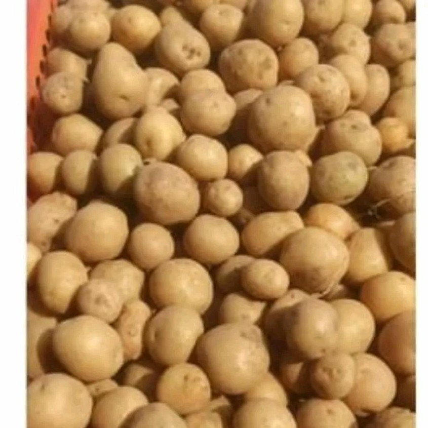 Jual Kentang ares ( Baby Potato ) 1kg fresh asli dari areal pertanian ...