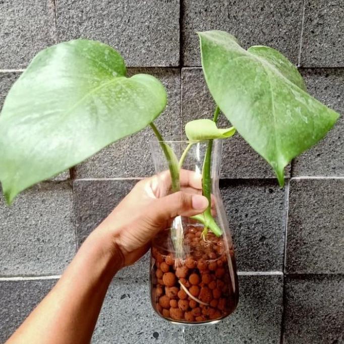 Jual Allthebest- Hidroton Jerman 1 Liter, Media Tanam Hydroton/Leca ...