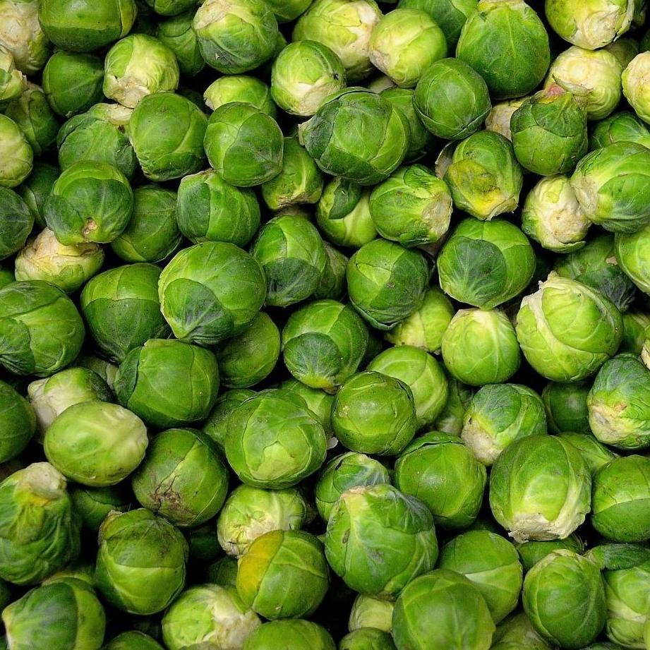 Jual Bisa Cod Ya Kak Benih Bibit Biji - Brussels Sprouts Evesham ...