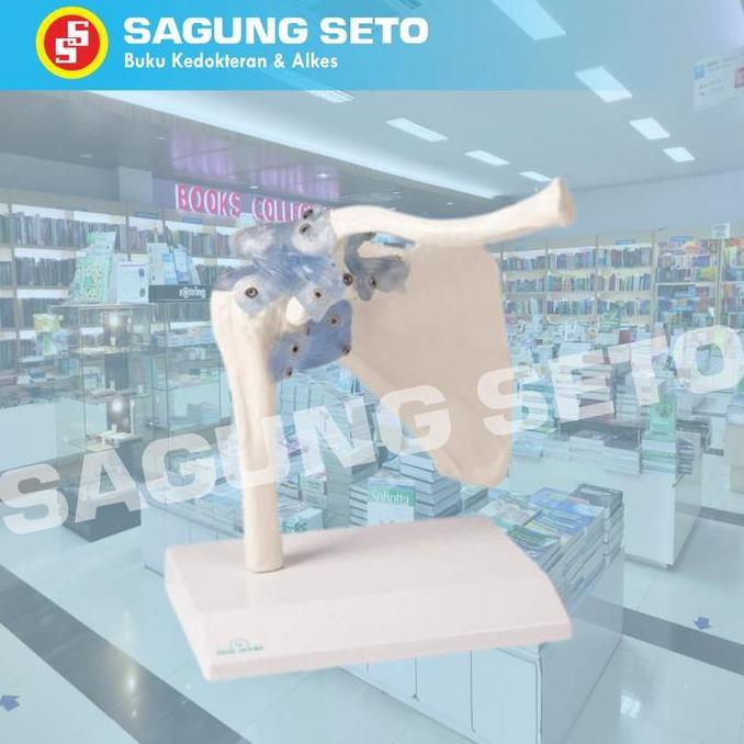 Jual MODEL SHOULDER JOINT W- DETACHABLE LIGAMENTS / MODEL SENDI BAHU ...
