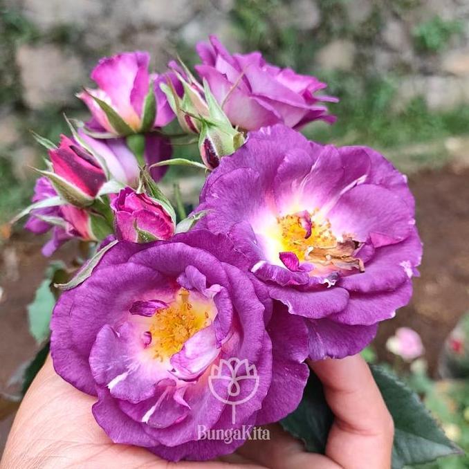 Jual BUNGA MAWAR IMPORT BLUE FOR YOU UKURAN DEWASA | Shopee Indonesia